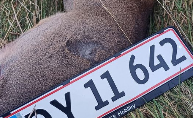 DY11642 Volkswagen Id.5 Elektro Motor 306 1-trins-automatisk